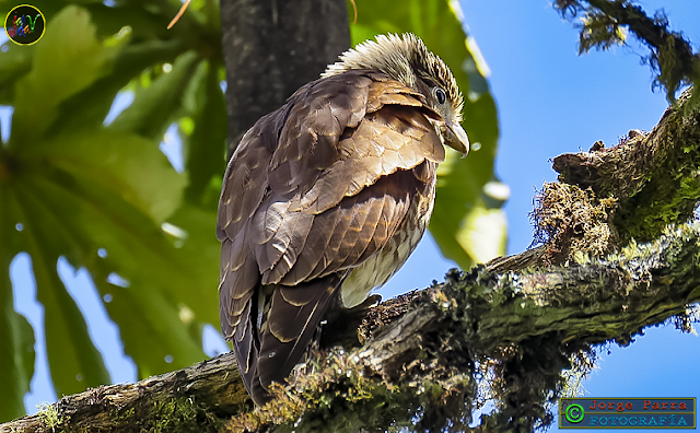 Jardín de Aves: Pigua