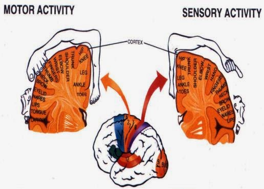CHILDHOOD: ANATOMI OTAK