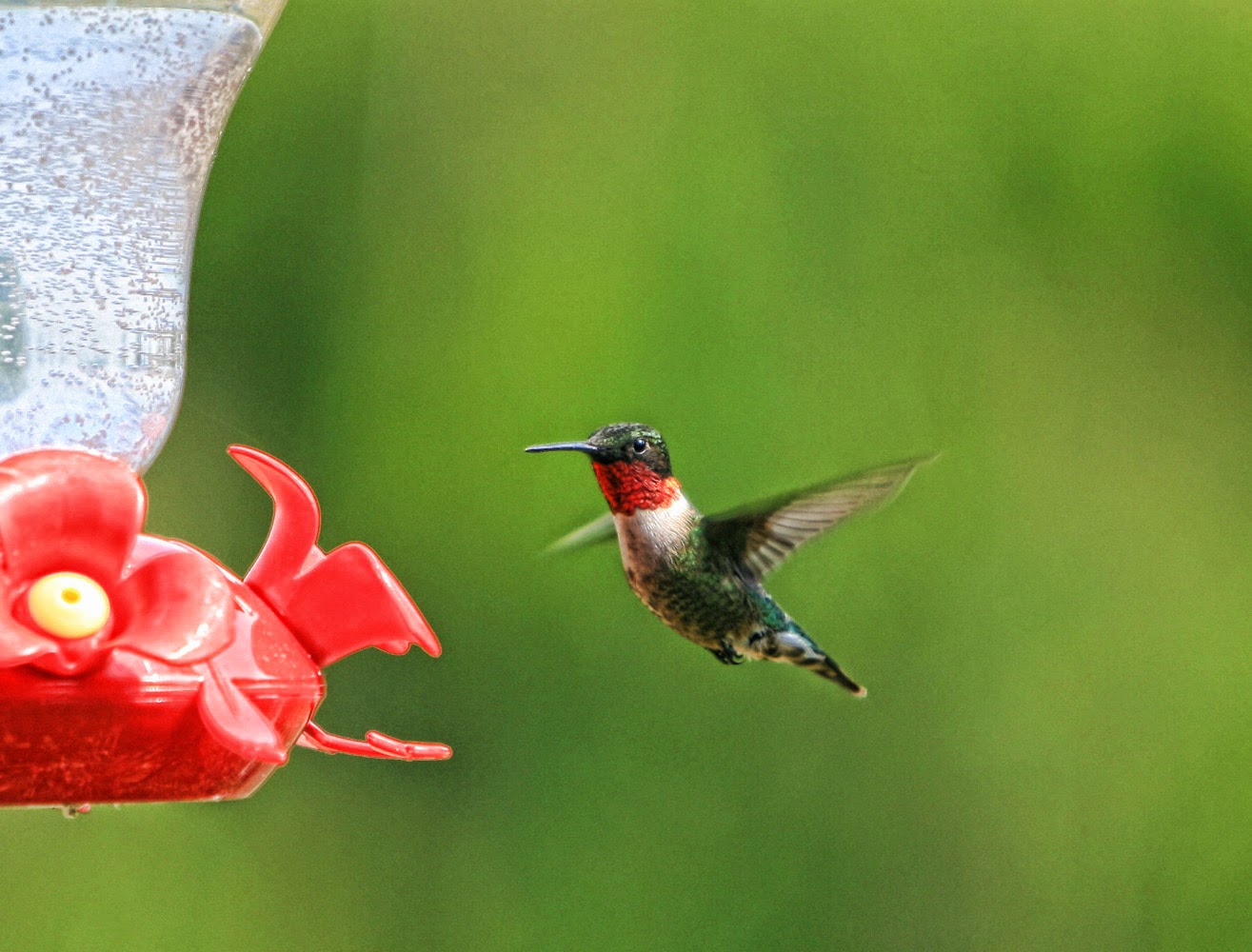 Today's Positive Thoughts: The Hummingbirds Are Back!