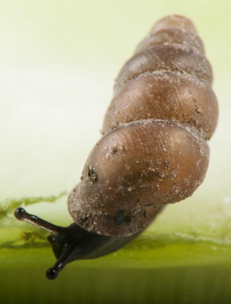 Land Snails and Slugs of Pennsylvania and New York