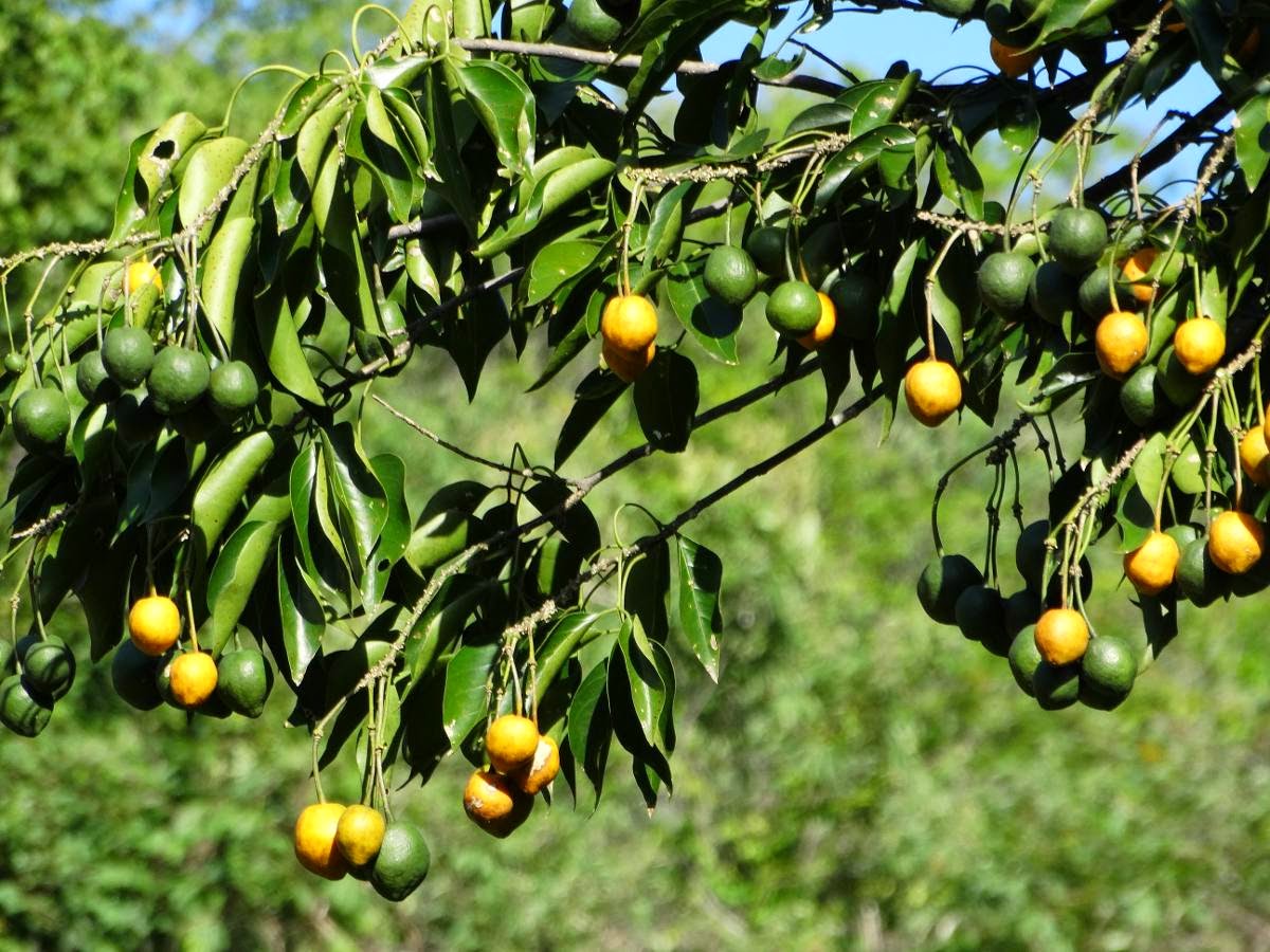 Trapiá - Crateva tapia L. | Natureza Bela
