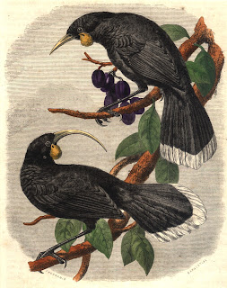 ShukerNature: REMEMBERING THE HUIA – HISTORY AND MYSTERIES OF THE BIRD ...