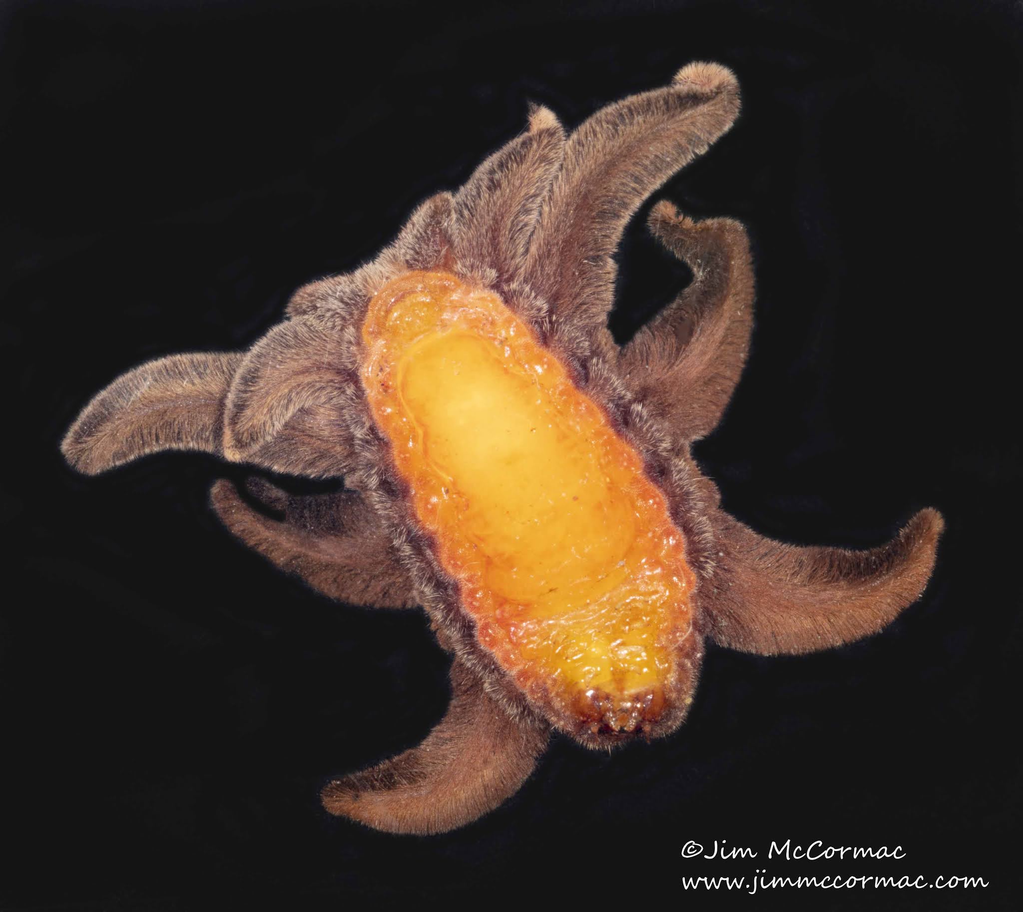 Ohio Birds and Biodiversity: Monkey Slug: larval bizarro world