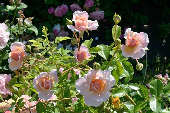 522 Elizabeth Stuart - РОЗЫ В МИНСКЕ! Саженцы, посадка, уход!