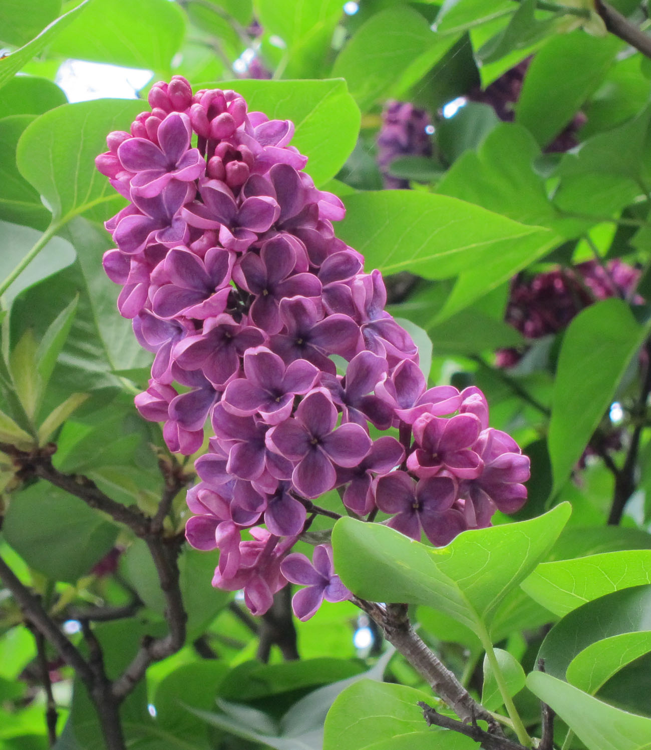 Information Literacy Weblog: LILAC report: workshop on 22nd Century ...