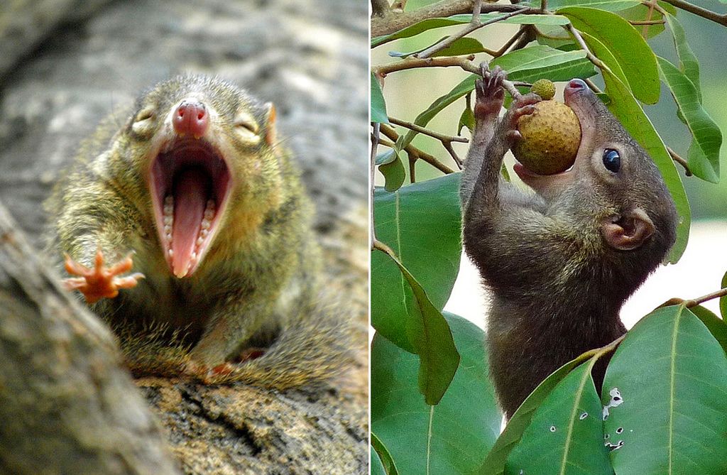 У тёти Сони: Перохвостая тупайя (Ptilocercus lowii)