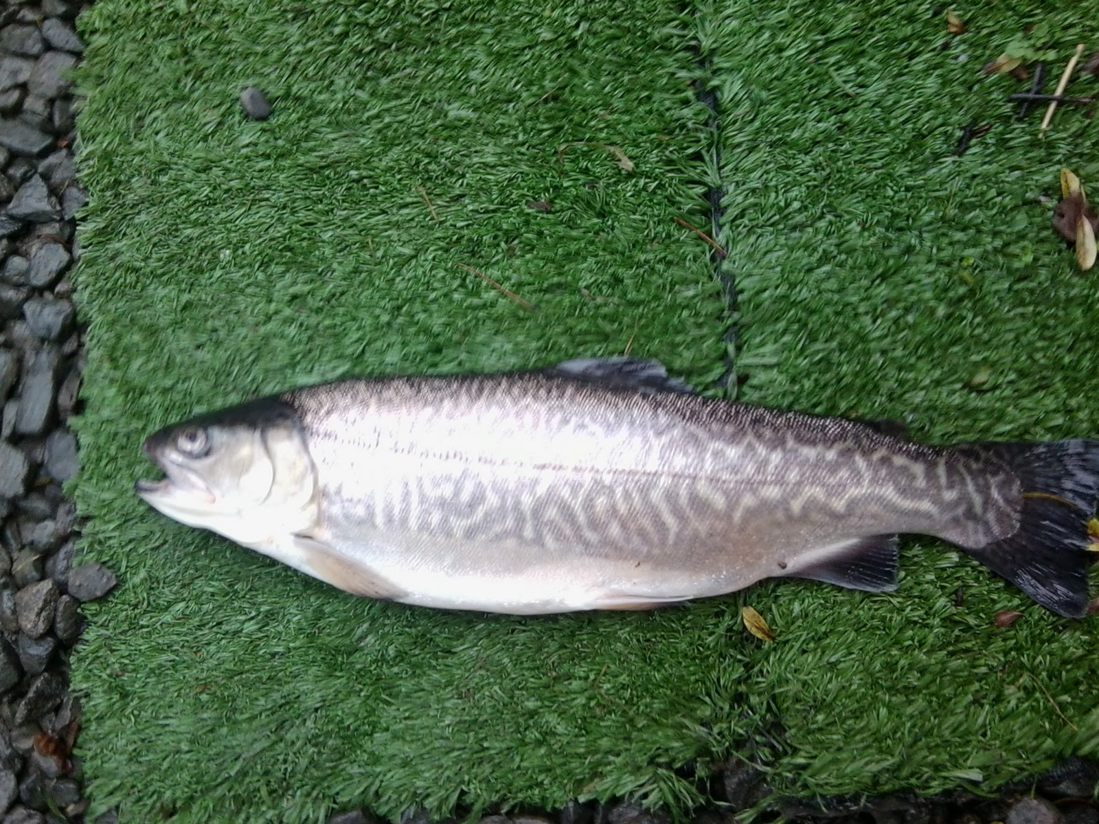 Fish of the Month November Entry - Tiger Trout!