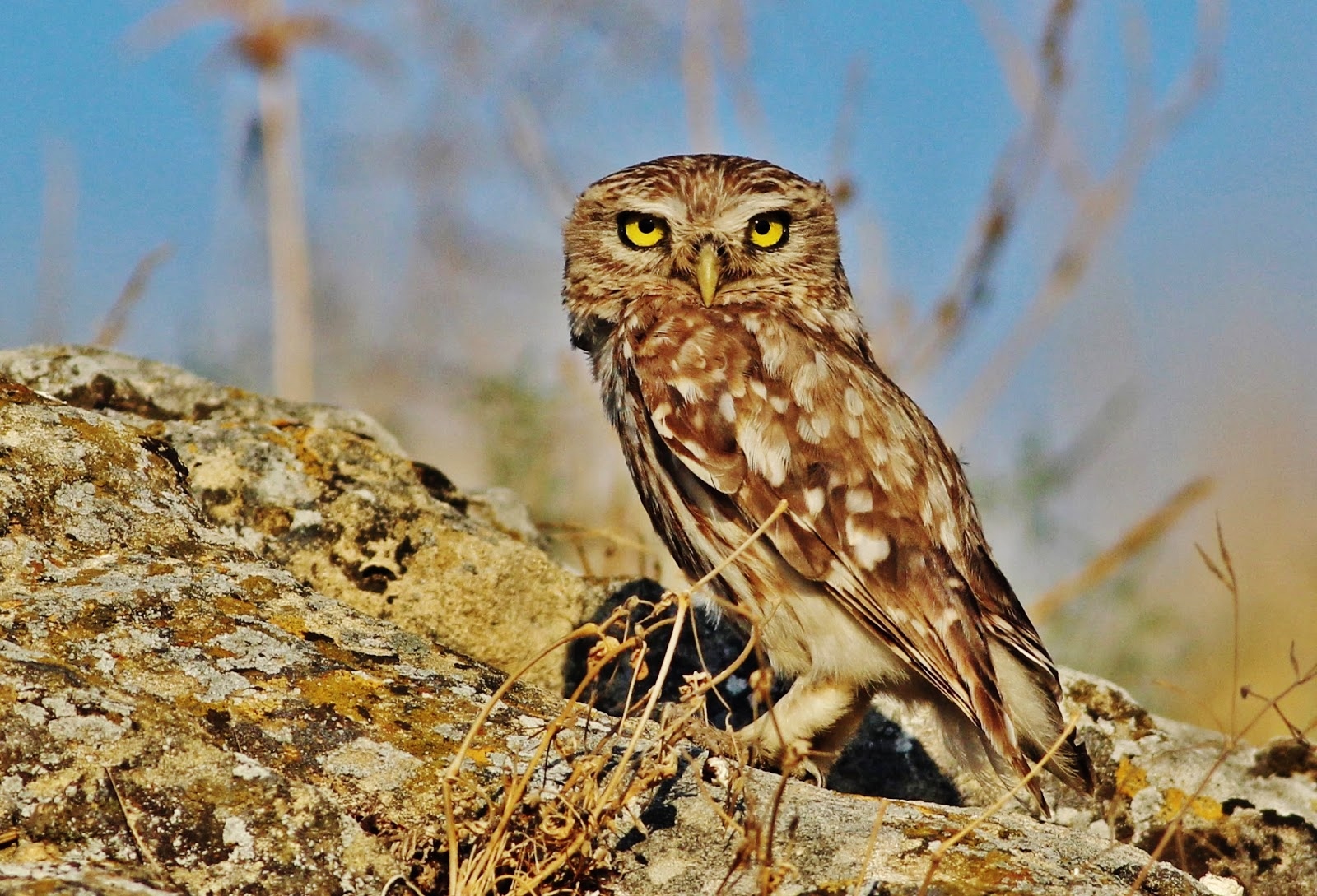 Cyprus Birding Tours And Wildlife Tours Around Cyprus