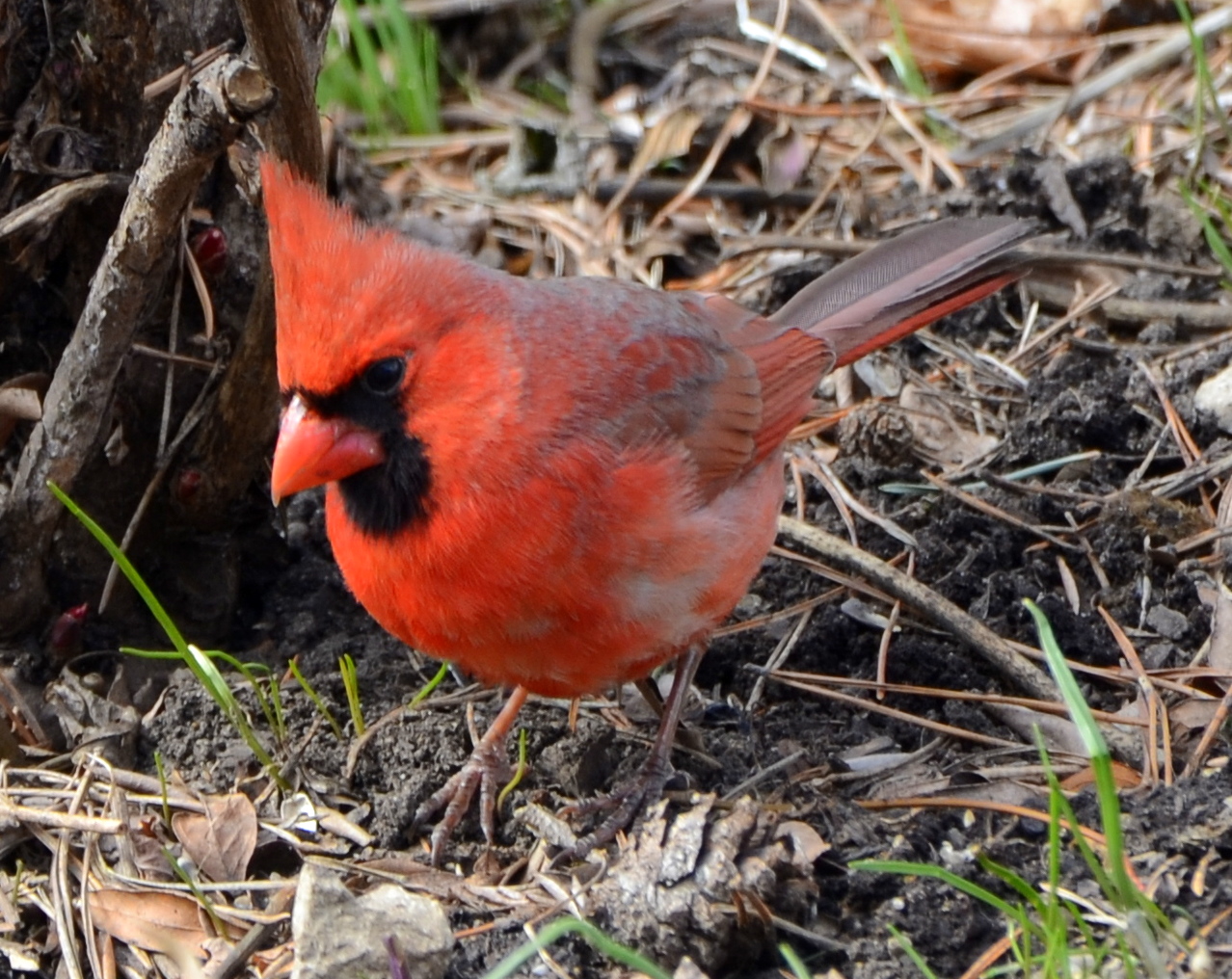 The Woodland Fern: Northern Cardinal