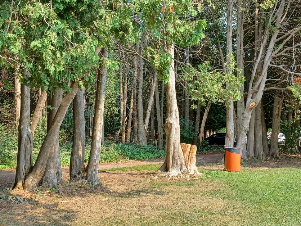 Future Plants by Randy Stewart: Thuja - Arborvitaes