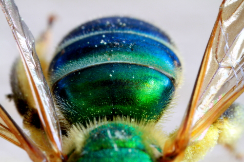 GetawayMoments: Green Bee Macro Deconstruction