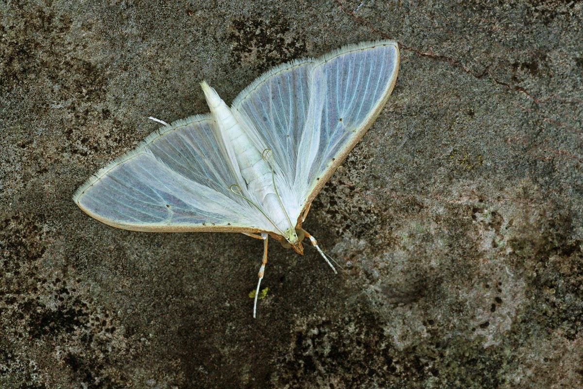 Gower Wildlife: Migrant moth invasion at Horton
