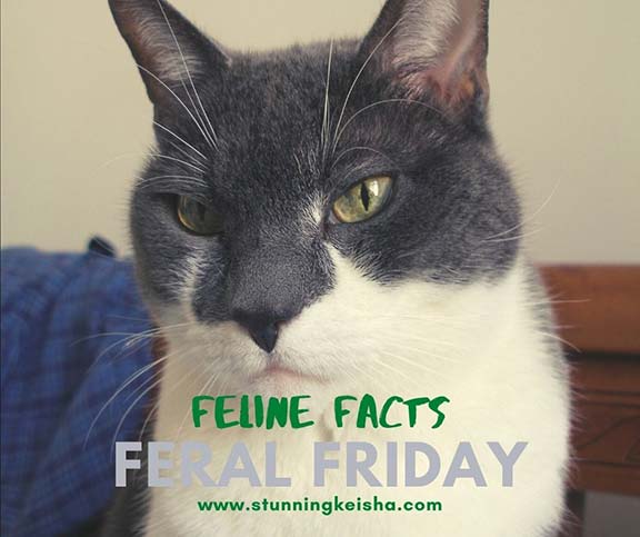 Feral Friday Feline Facts | Stunning Keisha