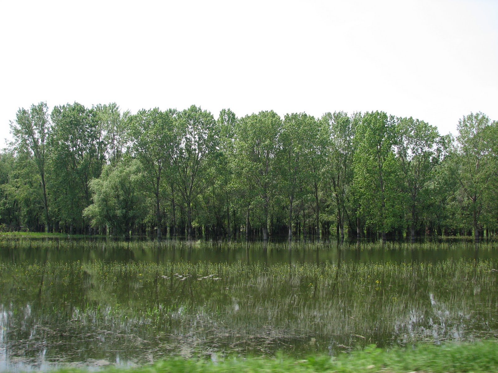 Delta Dunarii: Flora