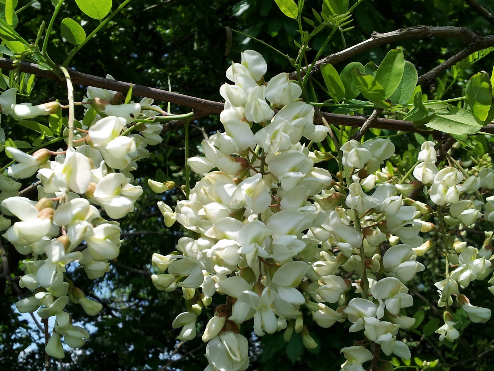 Southern Forager: Black Locust Blossom Fritters! Yummmmm!