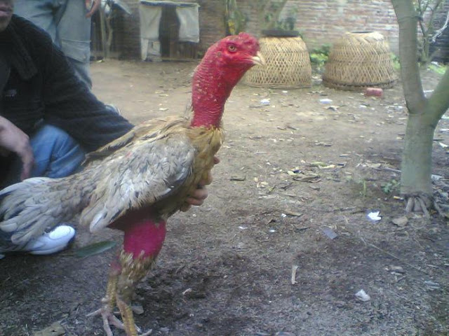 Hobi Ayam Tangkas: the ganoi extrem fighter dari vietnam