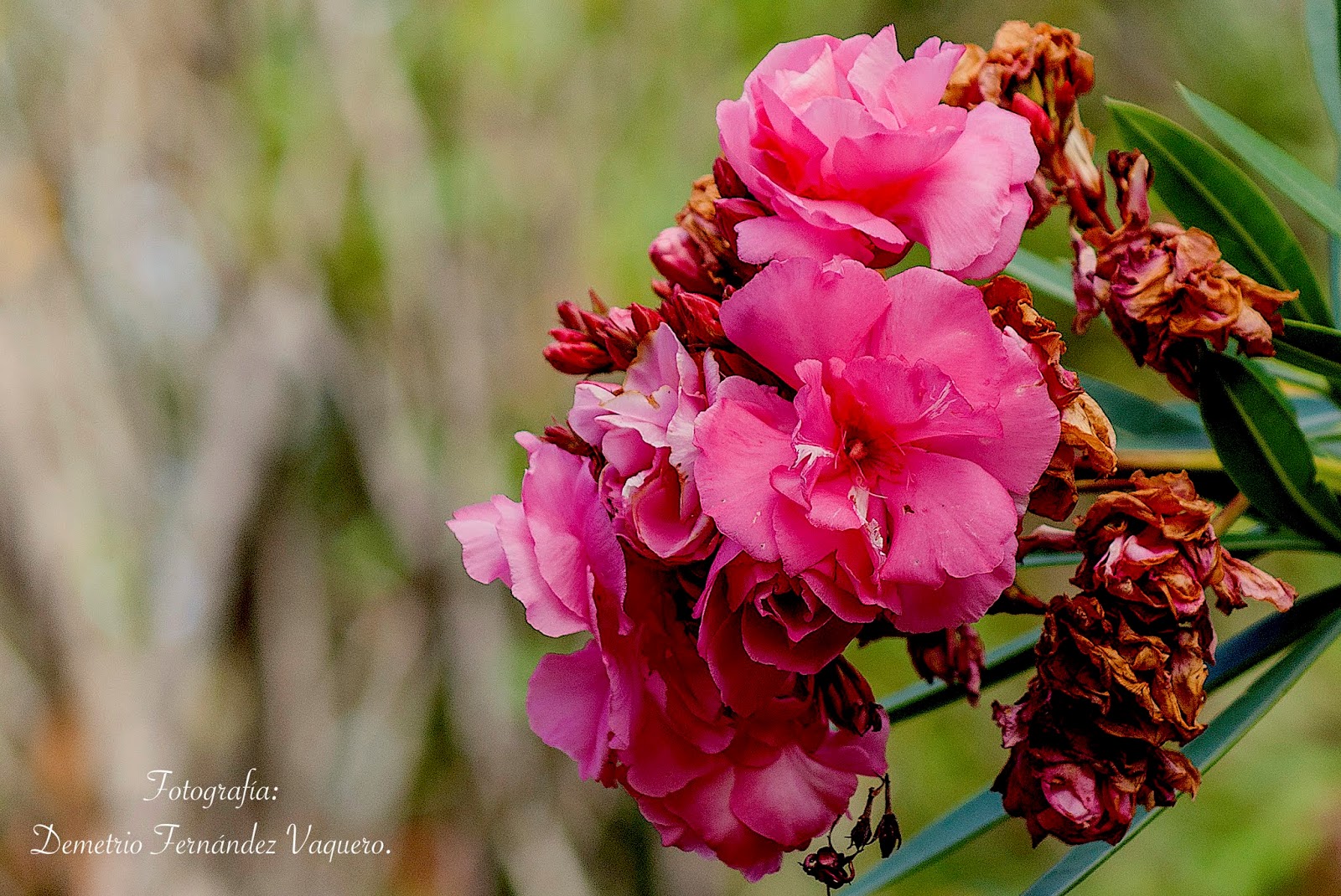 Los peligros de las Adelfas (Nerium oleander) 5 fotografías ...