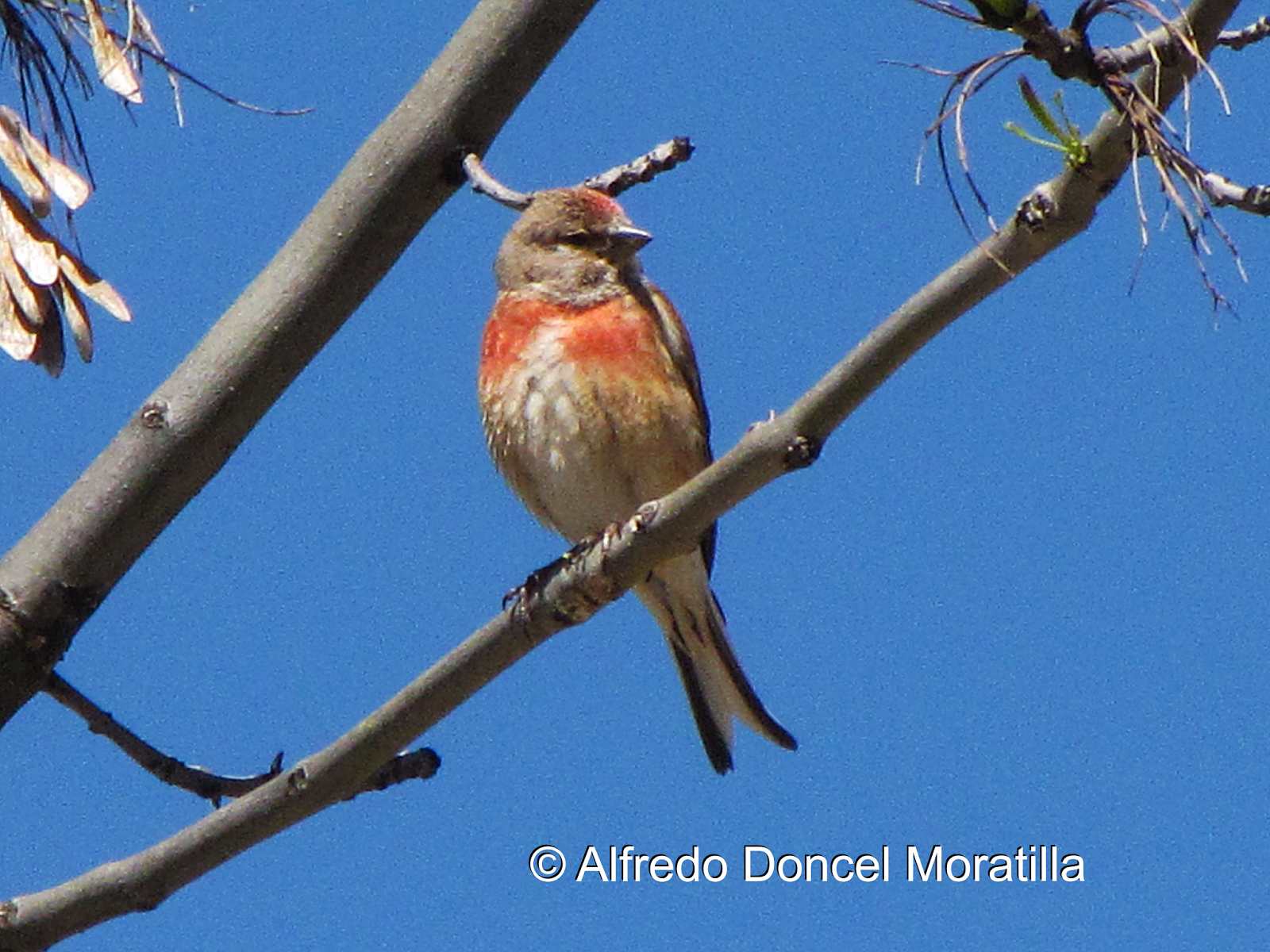 Naturaleza en Santorcaz y otras tierras...: FESTIVAL DE AGUILUCHOS ...