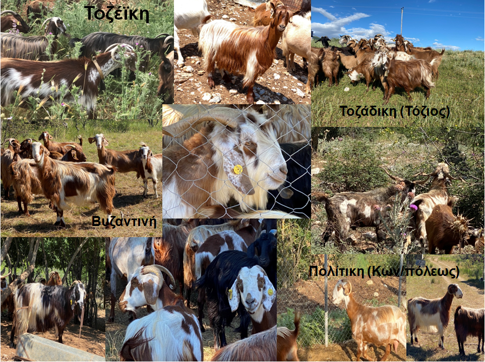 ΑΕΤΟΣ Grevena Γρεβενά : ΑΙΓΟΠΡΟΒΑΤΑ