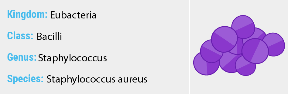STAPHYLOCOCCUS SPP. (ENGLISH) - Microbiology Laboratory Turkey
