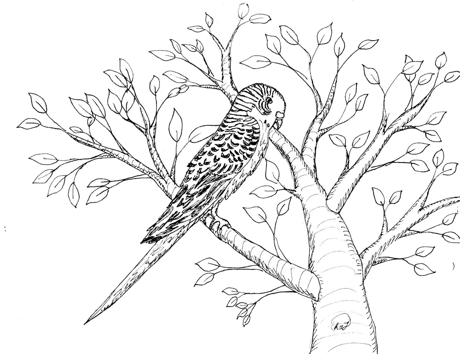 Robin's Great Coloring Pages: Birds of Australia Coloring Pages