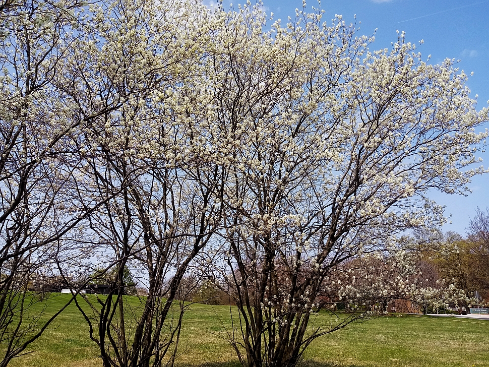 Future Plants by Randy Stewart: Serviceberry