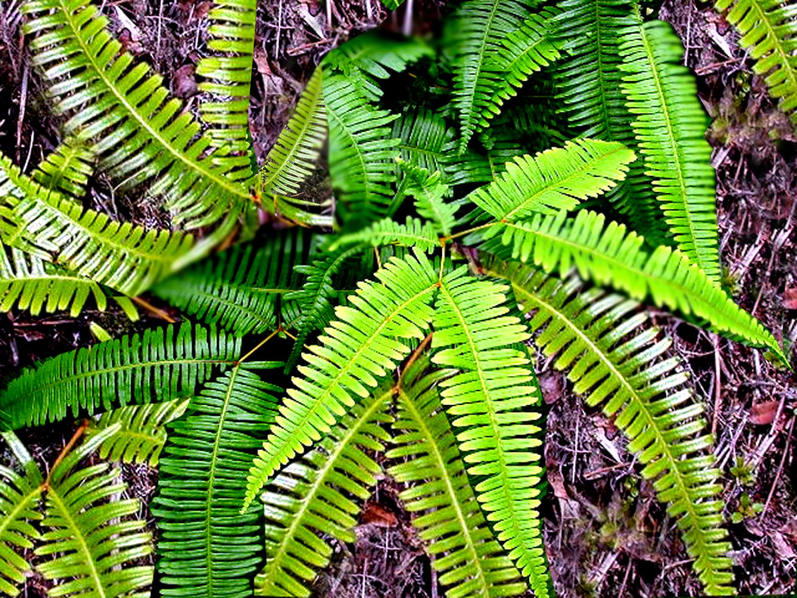 Garden Ferns and Ground Covers in Malaysia and Singapore: Ferns and ...