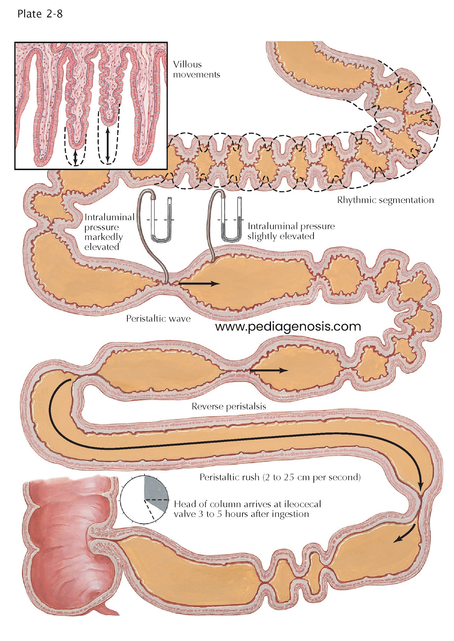 Motility of Small Intestine - pediagenosis