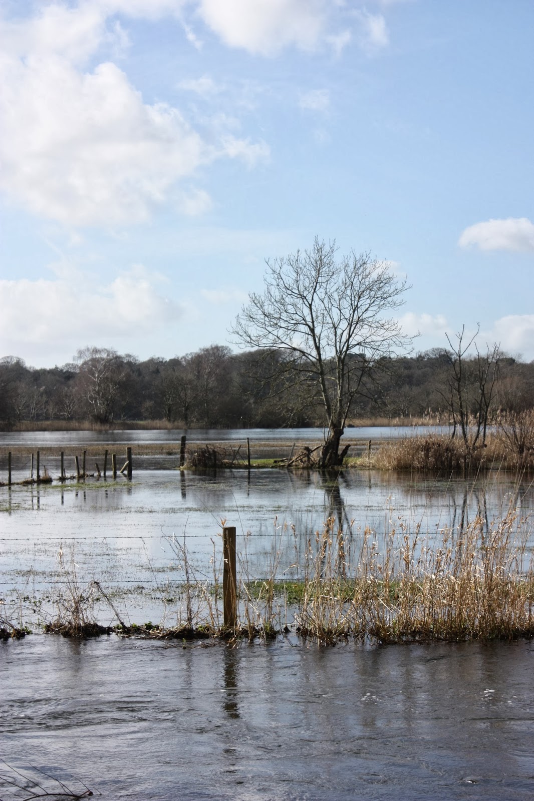 Where Beechmast Falls: Ringwood`s River - the Avon in Flood