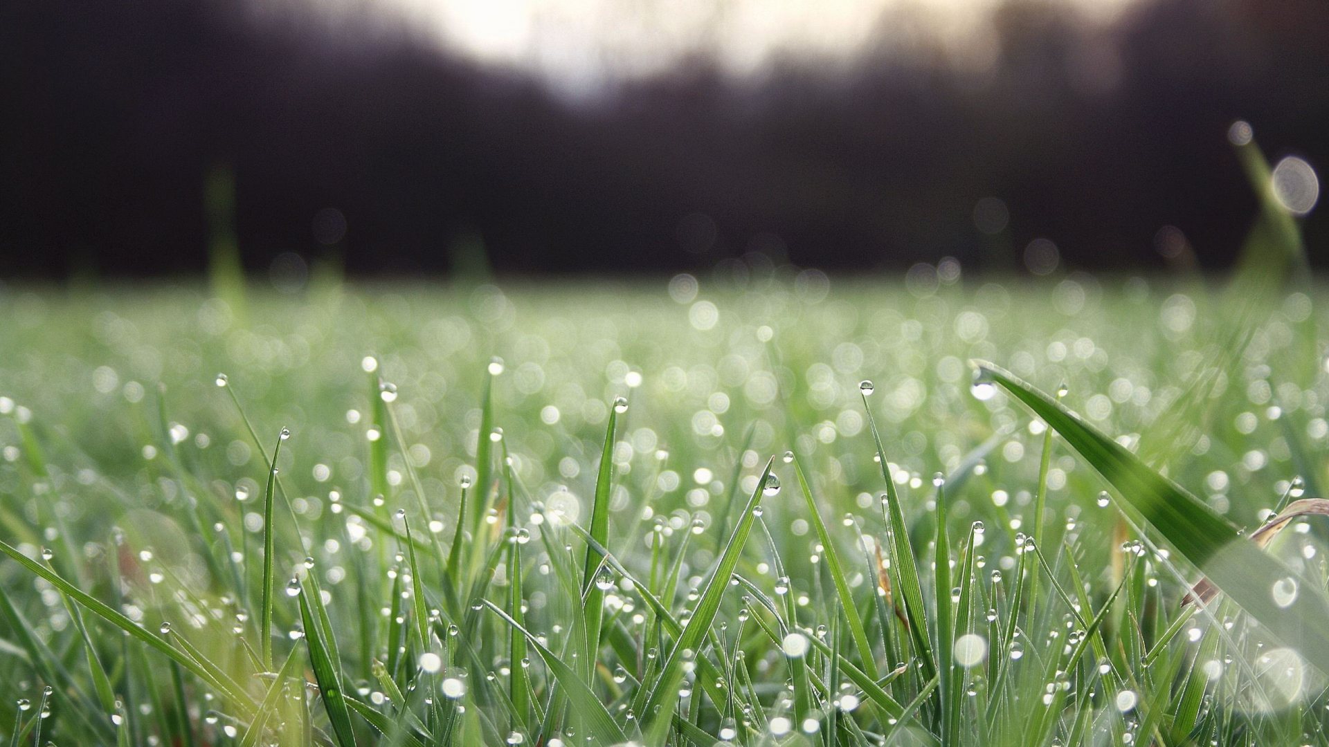Morning Dew morning-dew