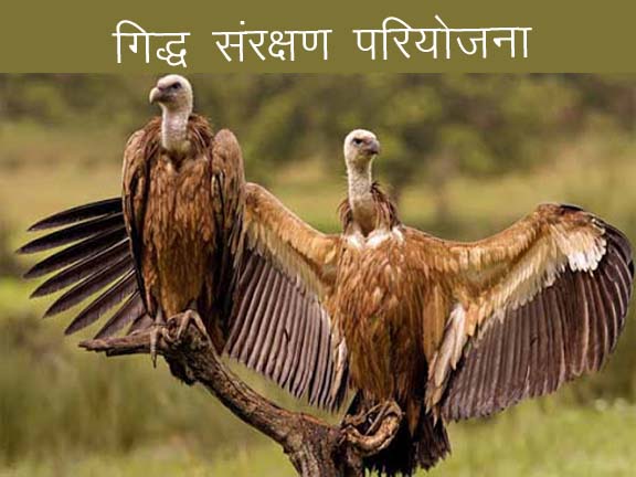 गिद्ध संरक्षण परियोजना | Vulture Conservation in Hindi - GK in Hindi ...