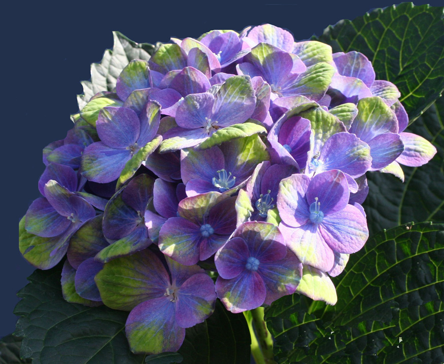 B&D Lilies Garden Blog: Everlasting™ Hydrangeas - Bloom all summer