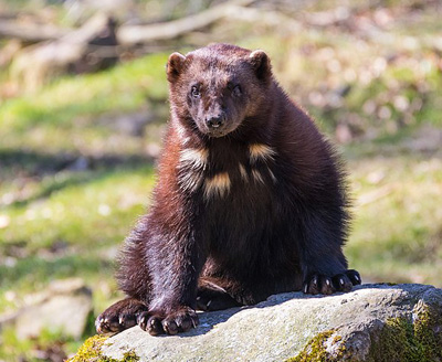 Synapsida: Giant Wolverines of South Africa