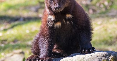 Synapsida: Giant Wolverines of South Africa