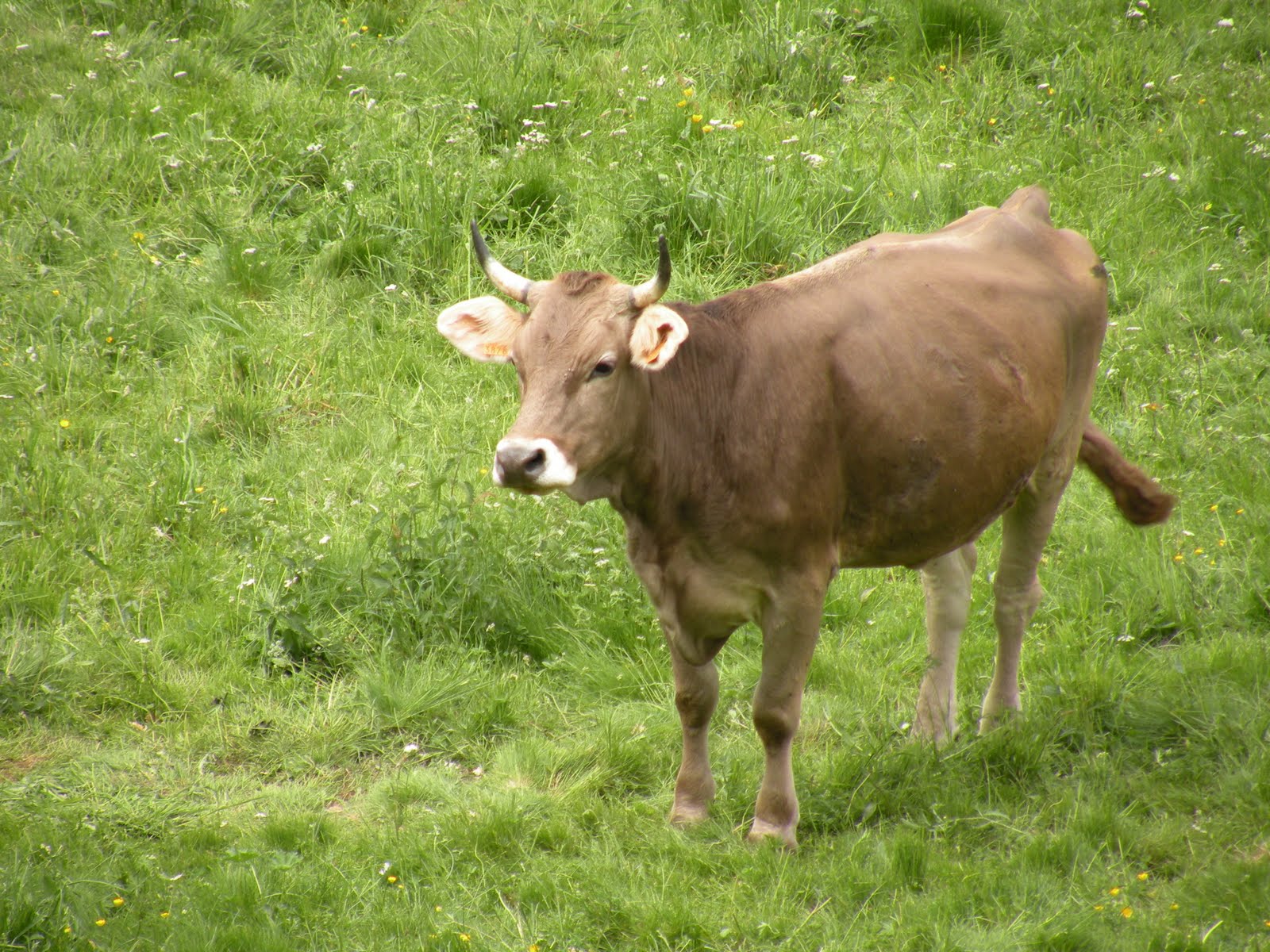 Vachement belles: Brunes dans les Pyrénées