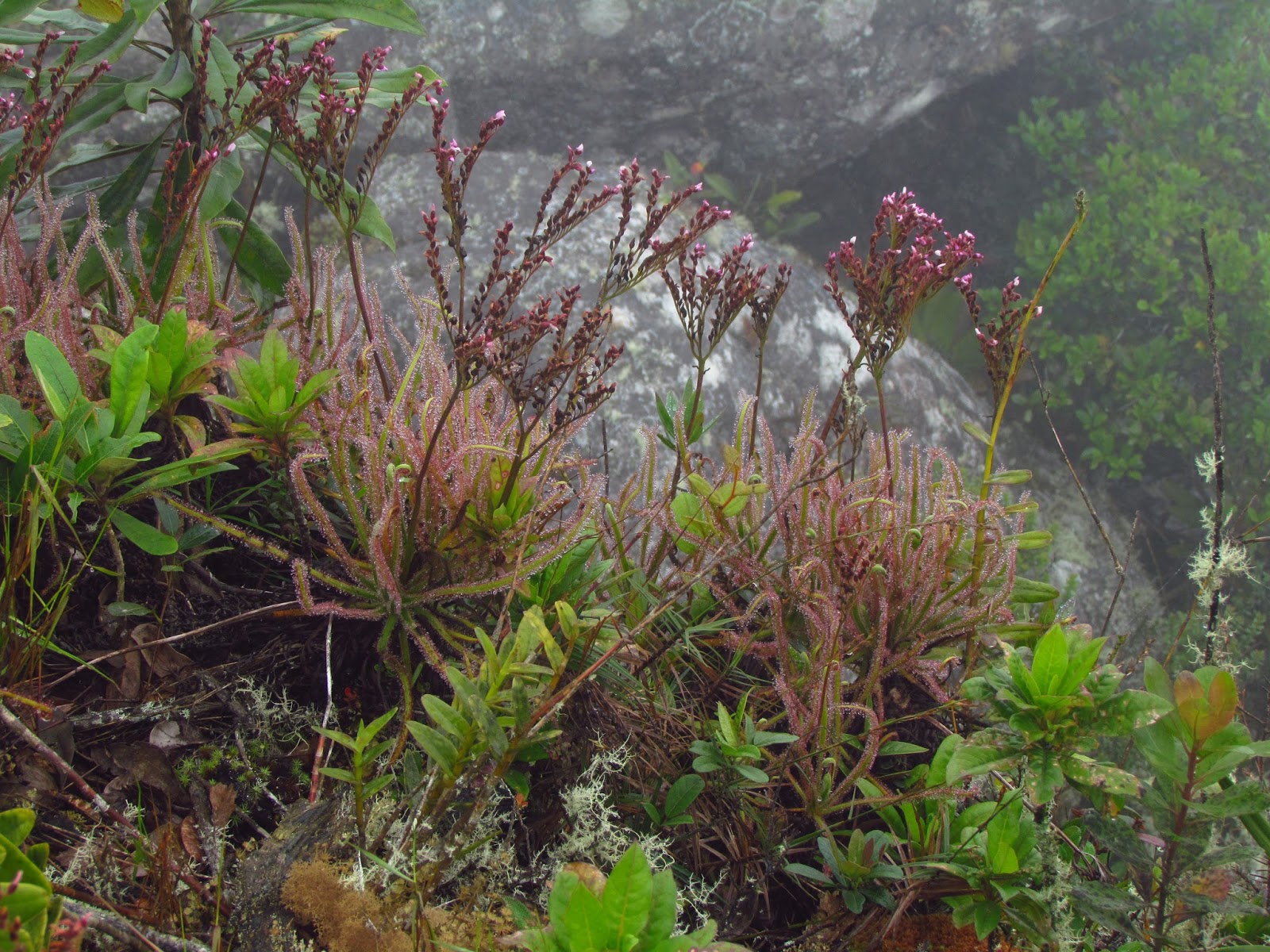 Species New to Science: [Botany • 2015] Drosera magnifica • The Largest ...