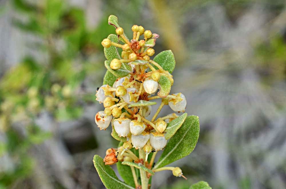 Space Coast Wildflowers: Malabar Scrub Sanctuary, October 4, 2013 ...