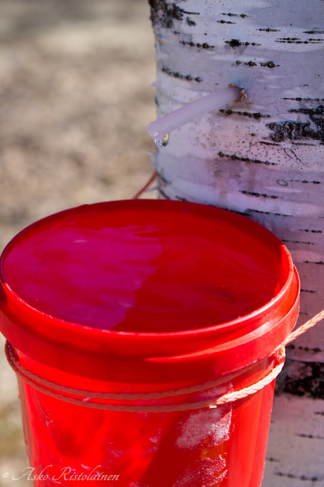 Tervastulia: Koivunmahlasiirapin valmistaminen