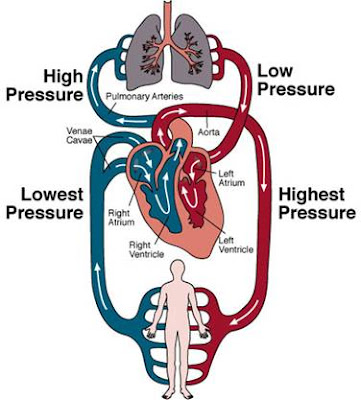 Blood Oxygenation Process