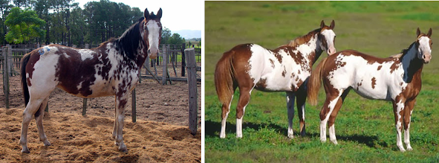 Equitación y Todo Sobre Caballos: Tipos de manchas y Pelajes