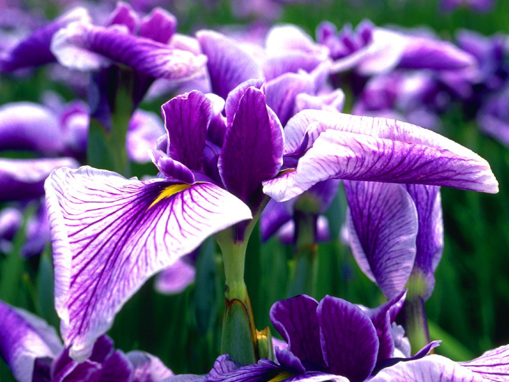 Natural Wallpaper: Natural Flower Wallpaper