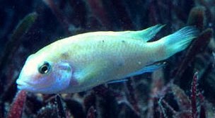 Alma d'Água: Peixes / Perciformes / Cichlidae / Ciclideos Africanos ...