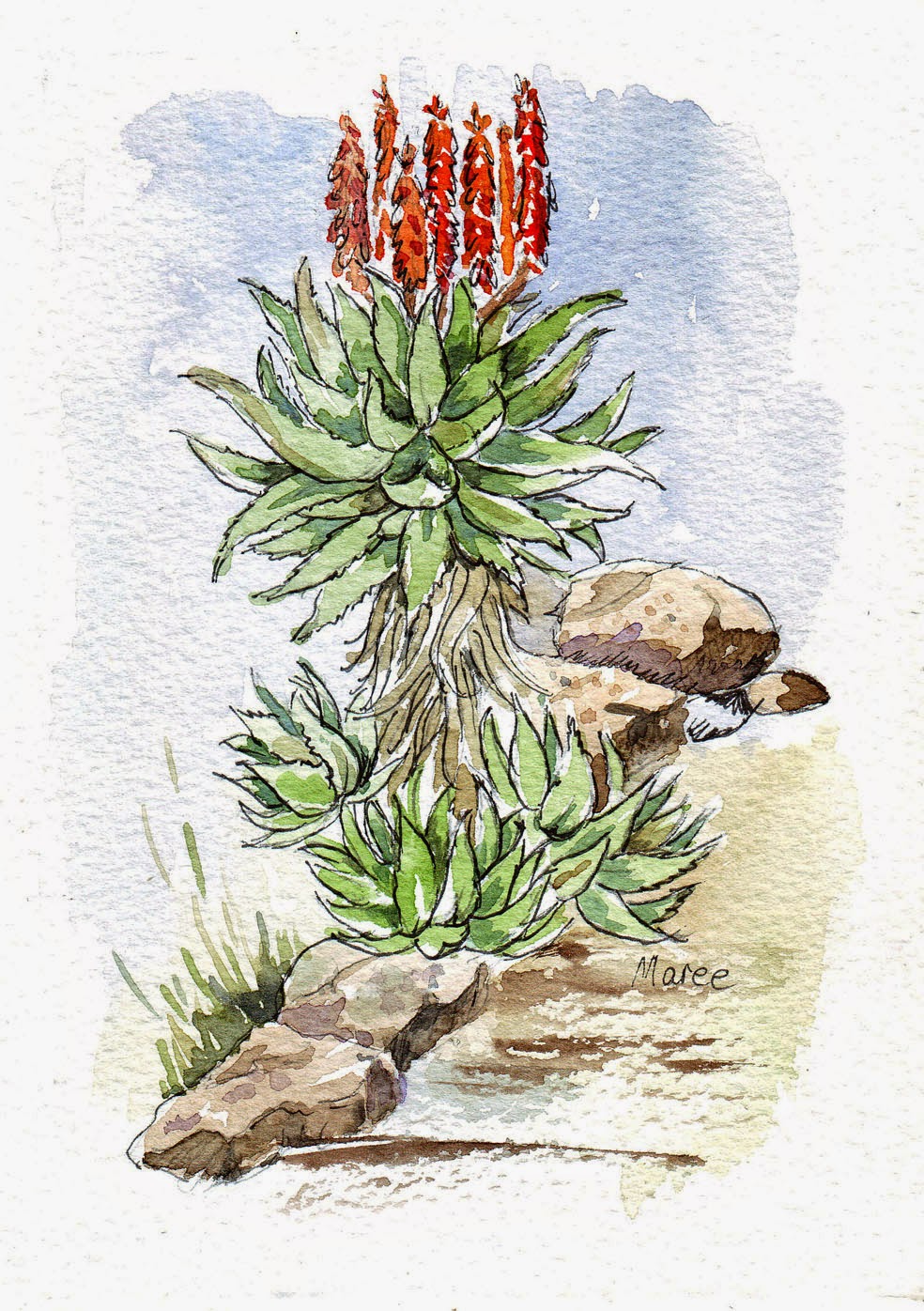 The Succulent and Cactus Lady (that's me!): Succulent Paintings