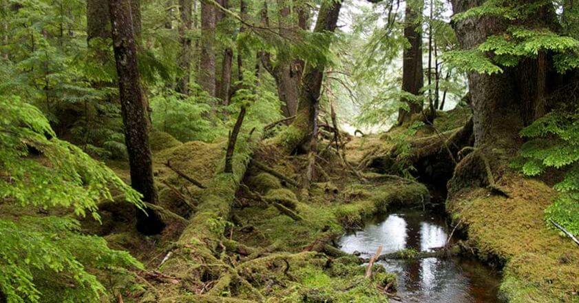 Patrimonio de la Humanidad: Bosques de Hyrcanian. Irán 2019