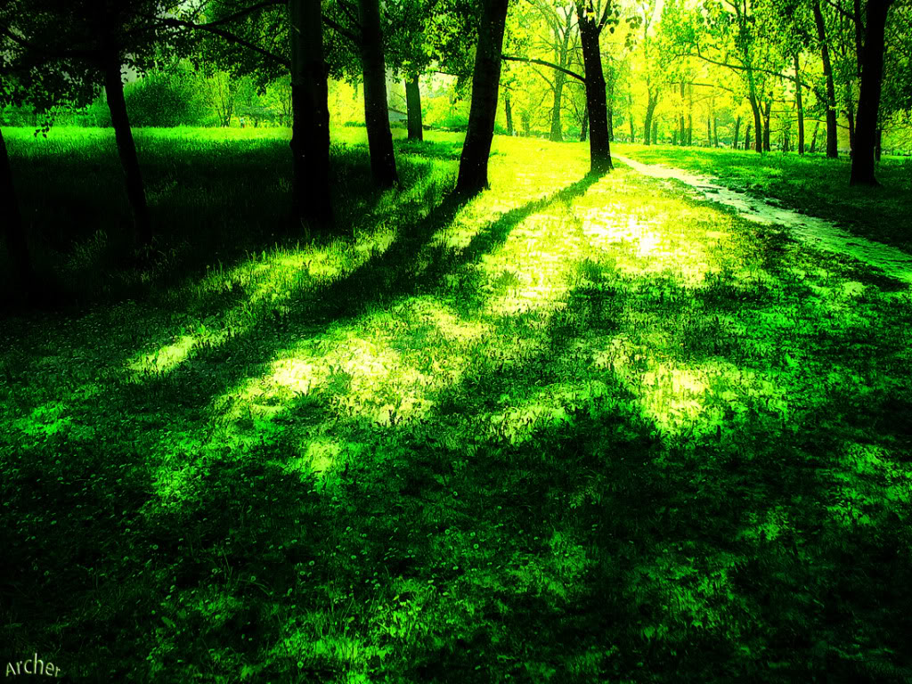Best Green Forest Shot | Okay Wallpaper