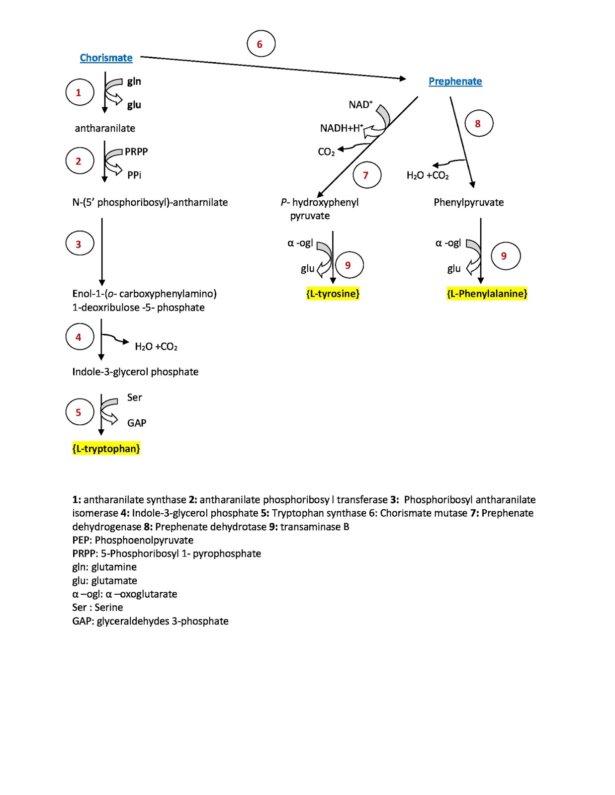 SENTHIL PRABHU SIVASAMY: Biosynthesis of Aromatic Amino Acids