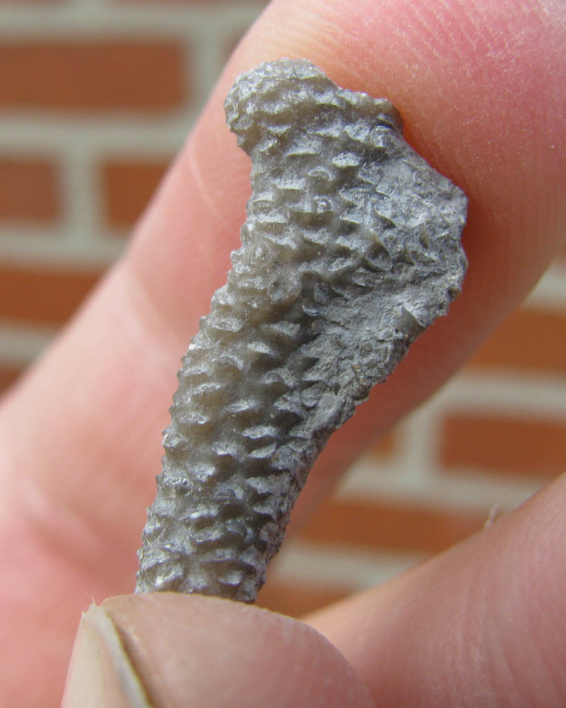 Views of the Mahantango: Cladopora from the Hungry Hollow mbr.