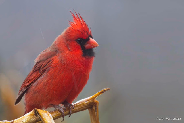 Country Captures: Rainy Day Cardinals