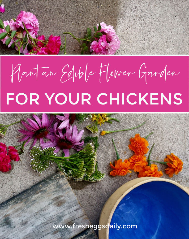 Plant an Edible Flower Garden for Your Chickens - Fresh Eggs Daily ...