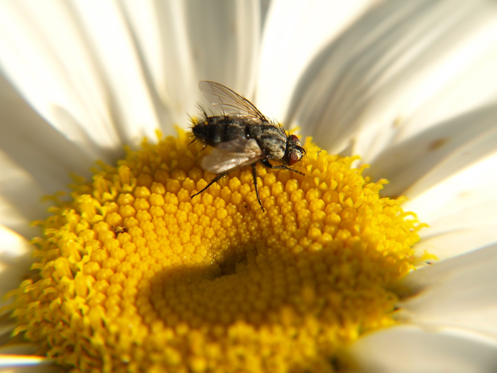 Viajar En Mi Nube Particular II: ¿Sabías que las moscas tienen pelos?